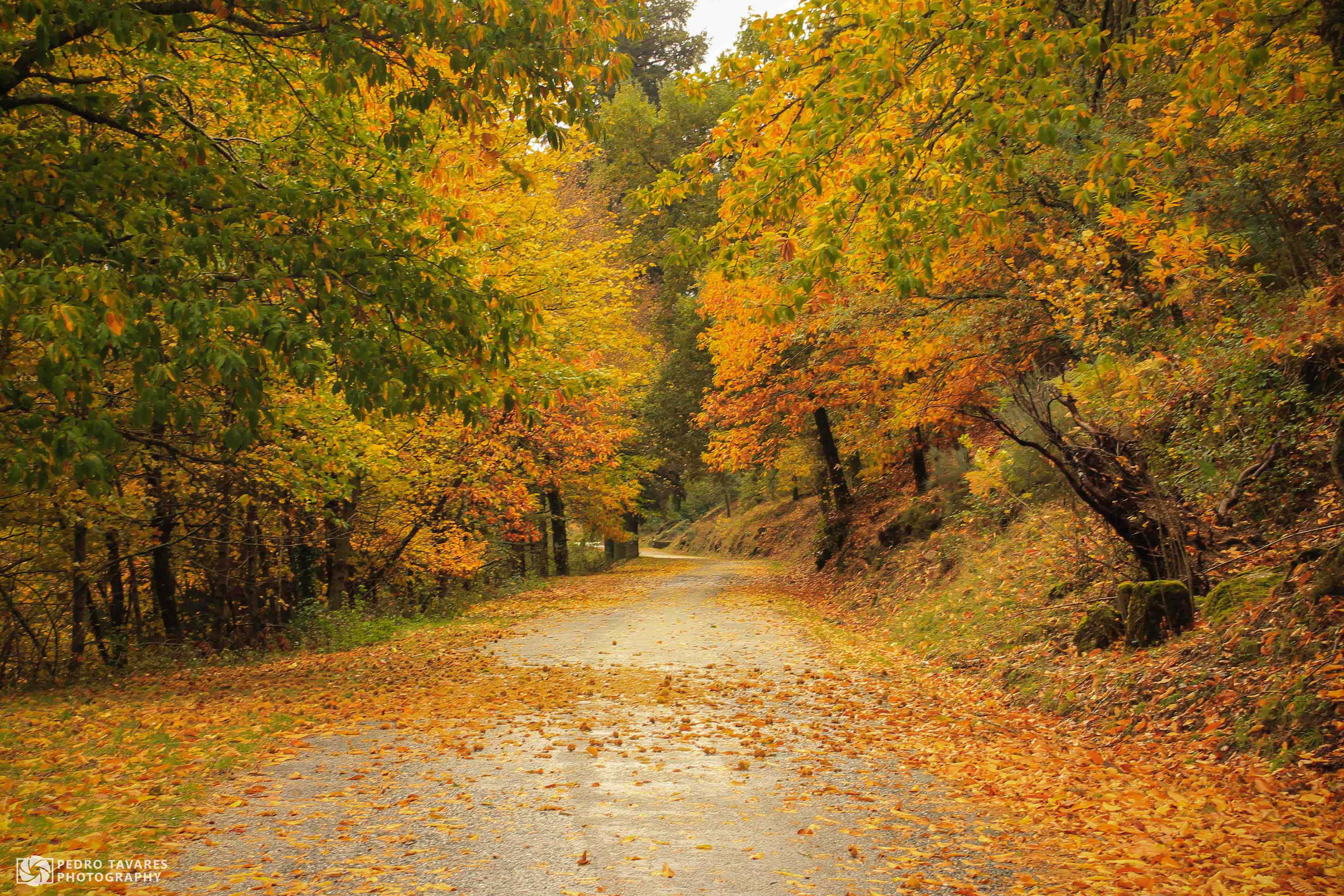 Pedro Tavares Photography - sirpedrotavares.github.io